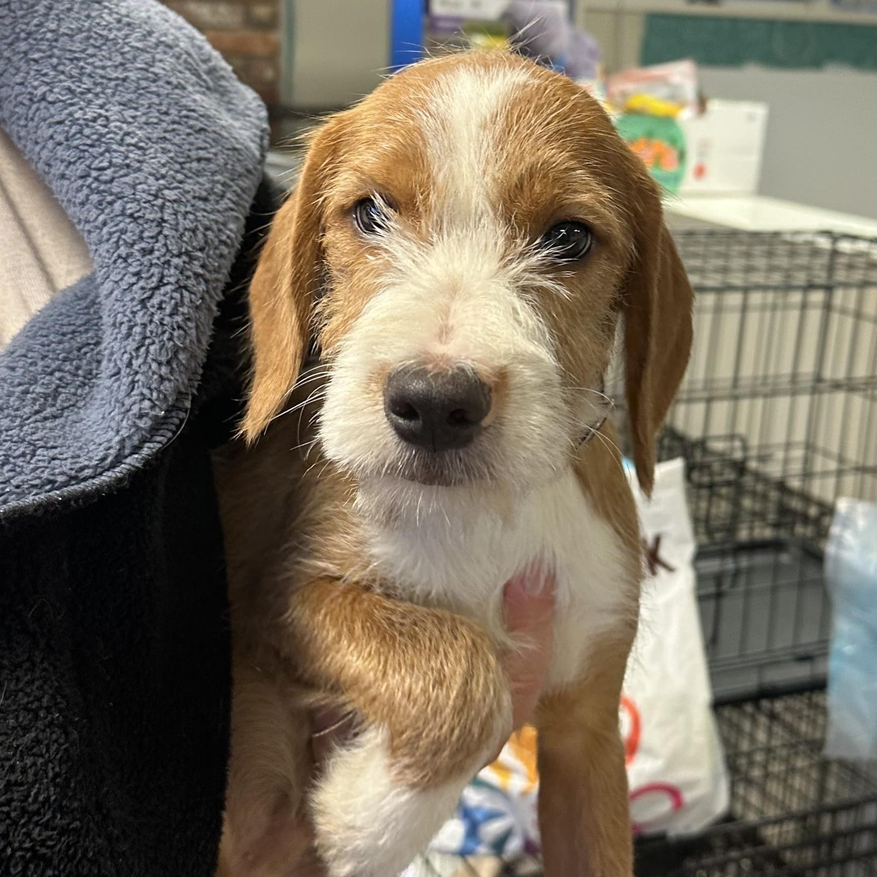 Adopt Bennie Today - Pets TheCountyOffice