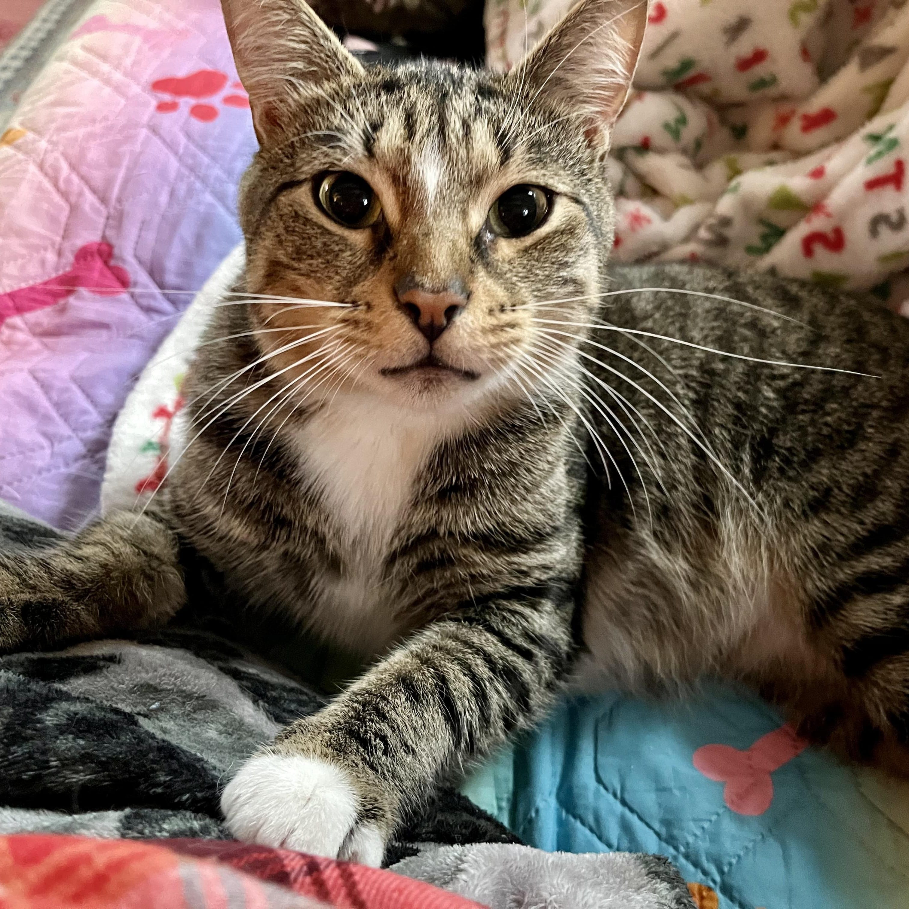 Adopt NANNERS - go bananas for Nanners! Today - Find Paw Pal