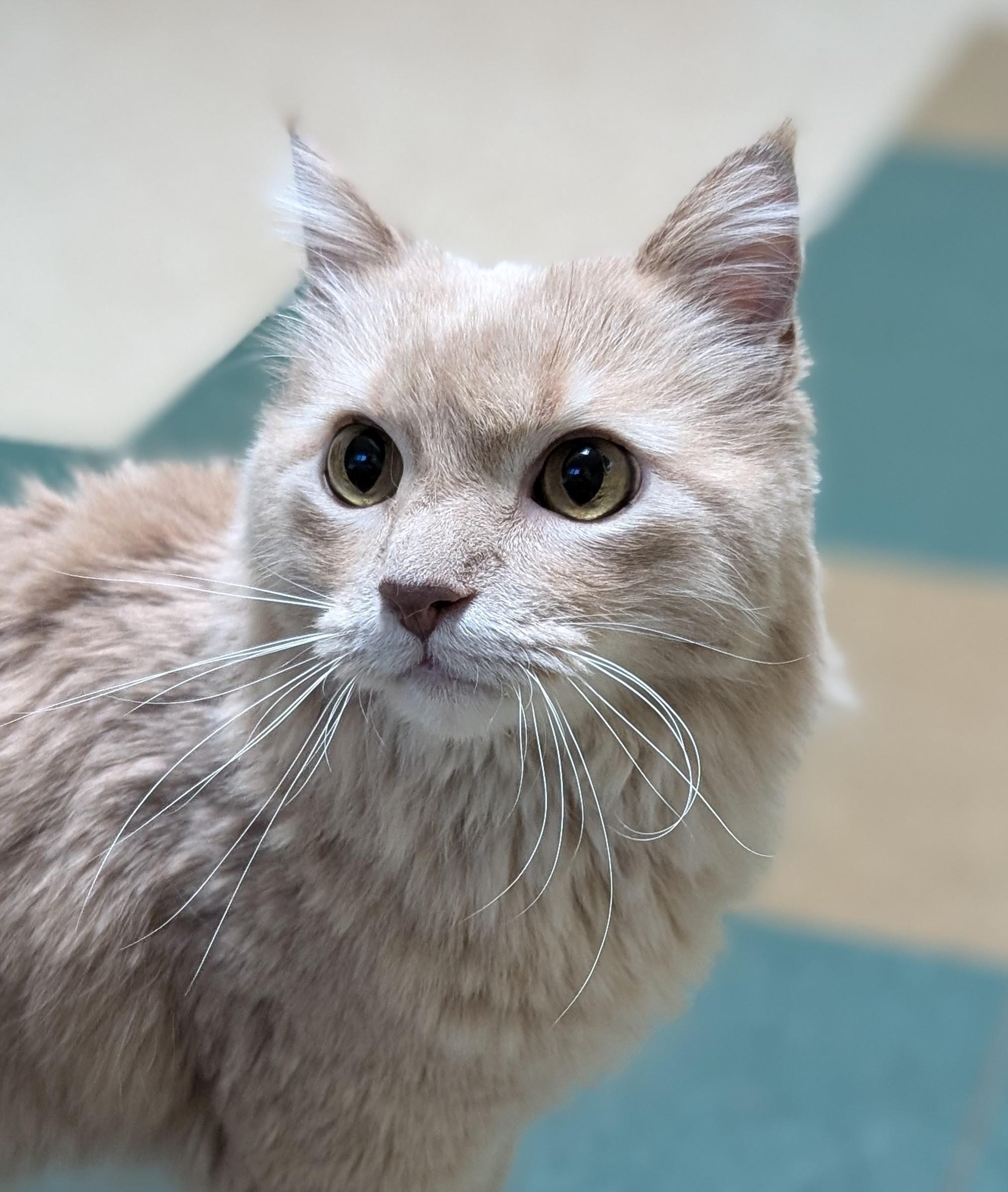 Adopt Lief Today - Pets TheCountyOffice