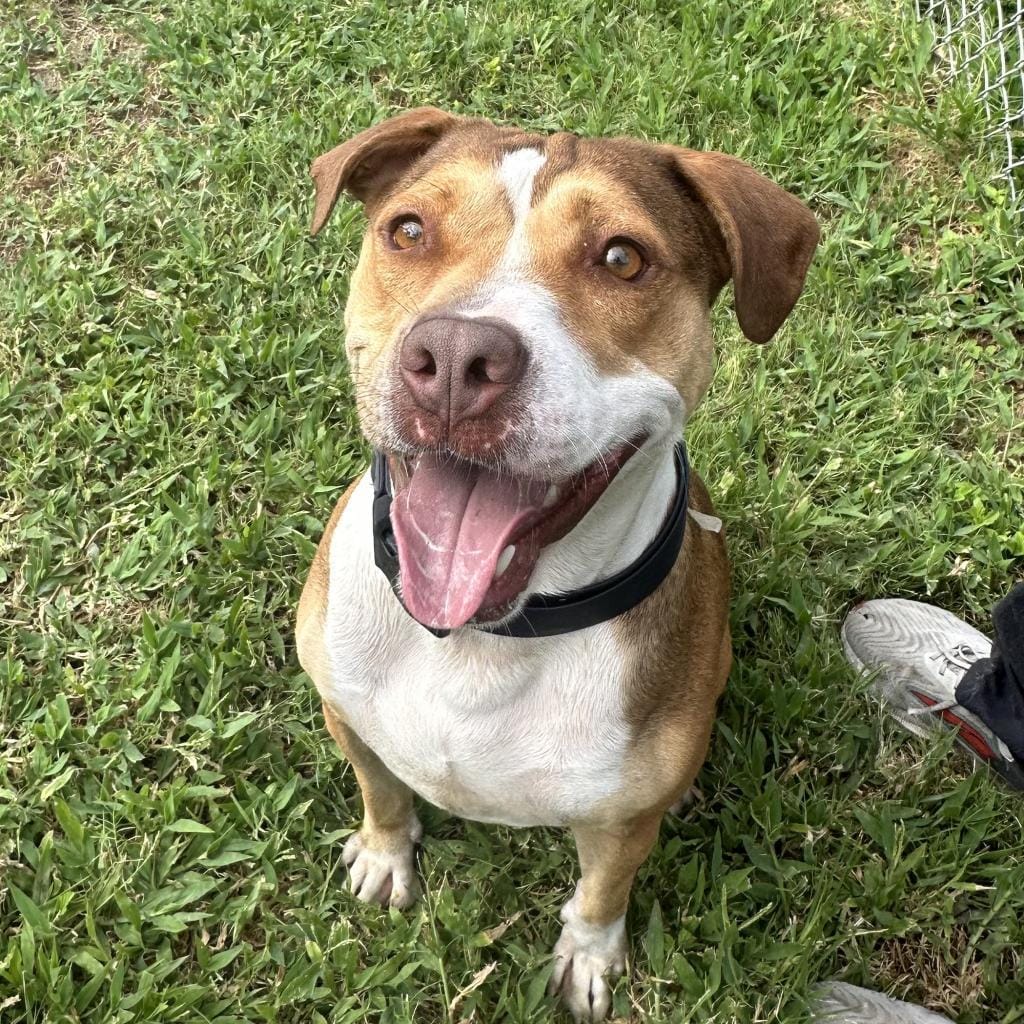 Adopt Cash Today - Pets TheCountyOffice