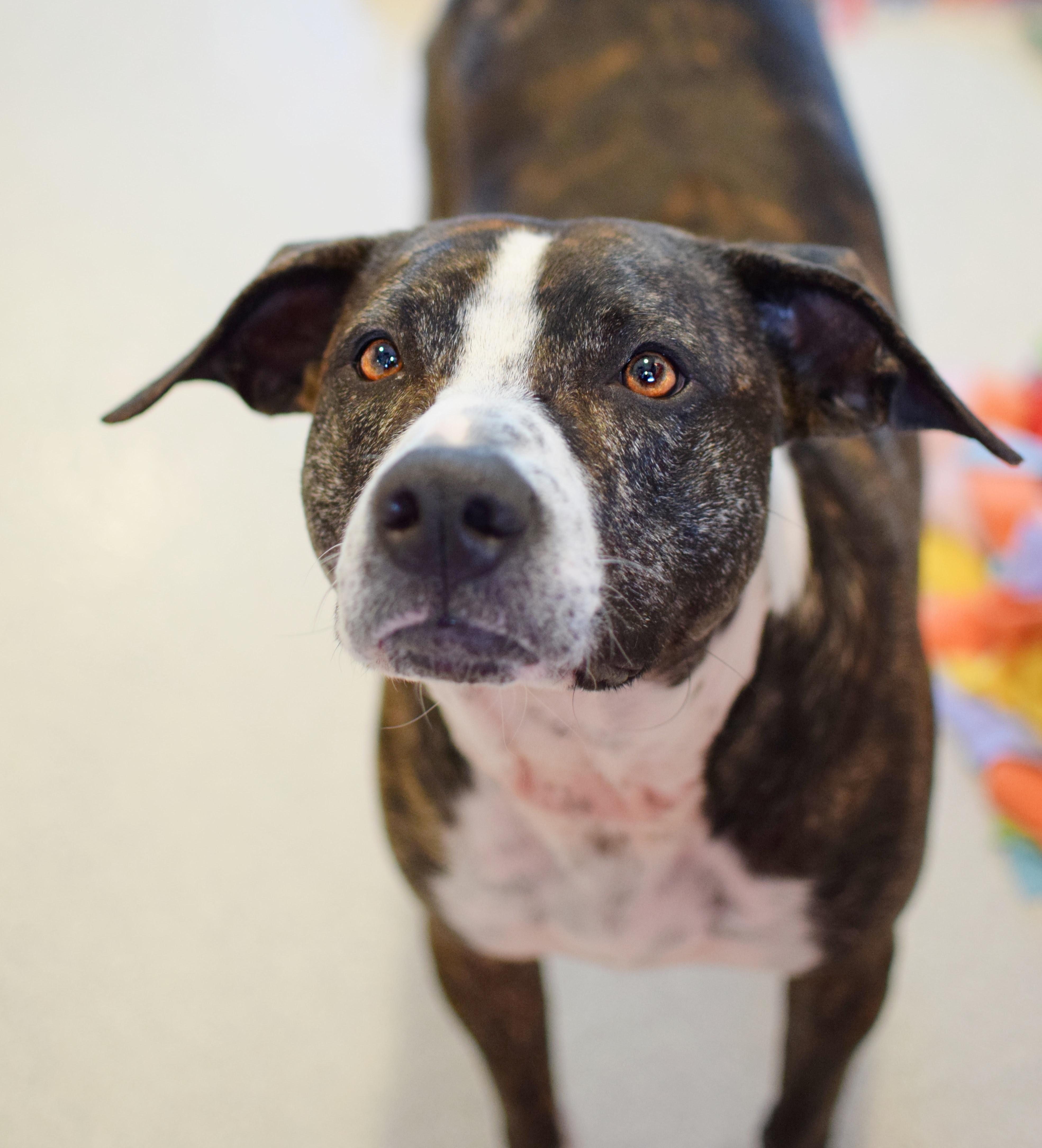 Adopt Rider Today - Pets TheCountyOffice