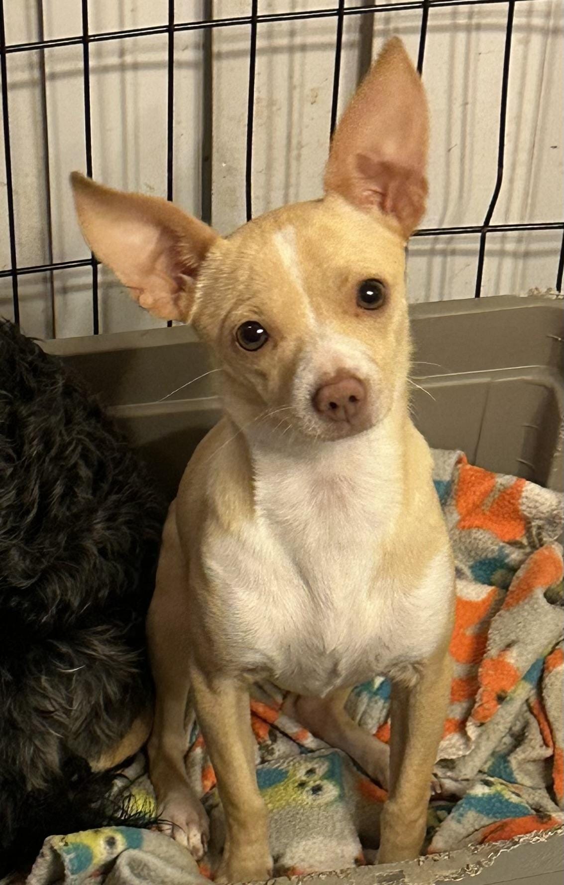 Adopt Torie Today - Pets TheCountyOffice