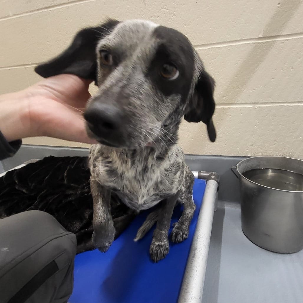 Adopt Navy Today - Pets TheCountyOffice