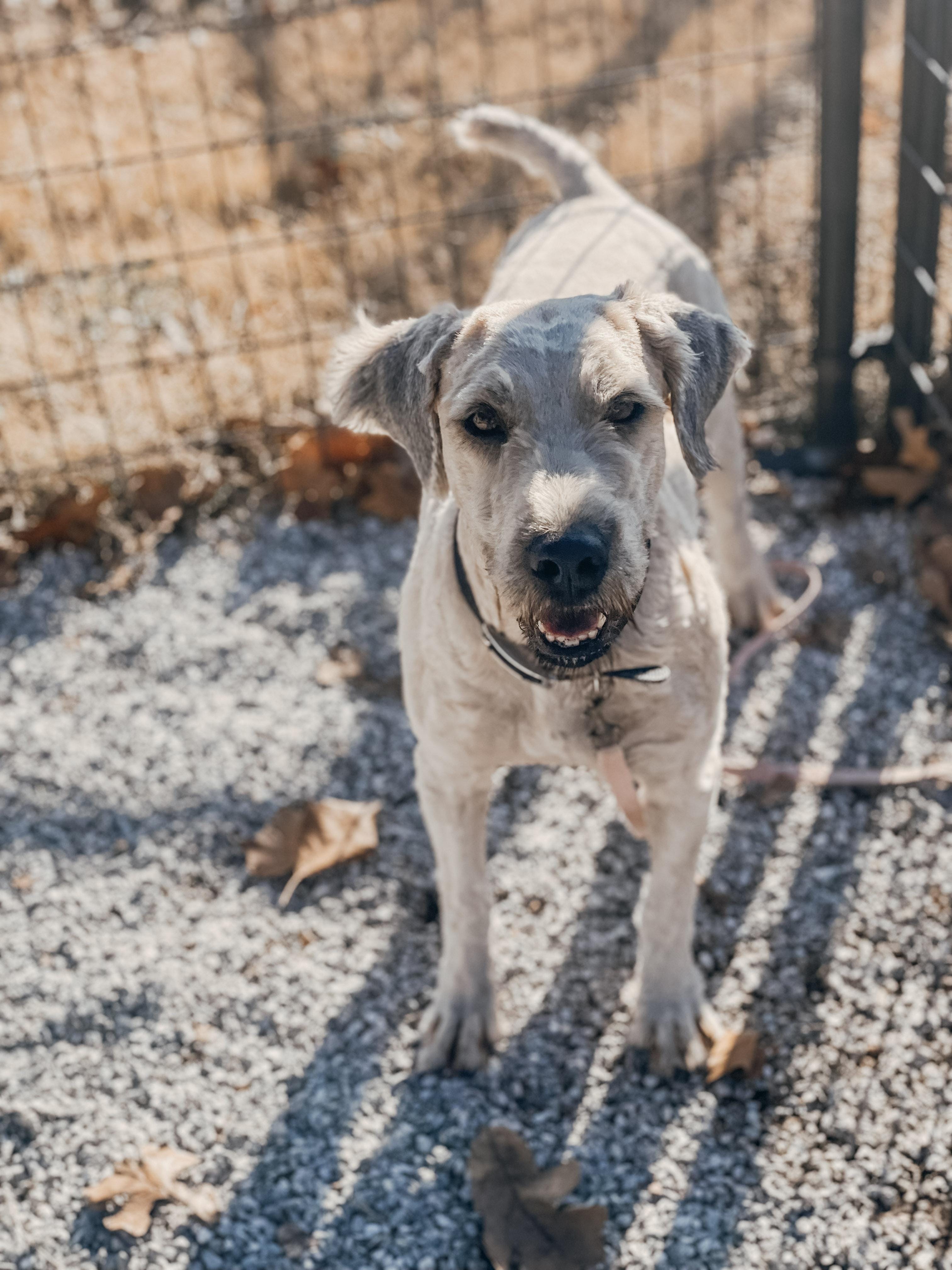 Adopt Maddie Bear Today - Find Paw Pal