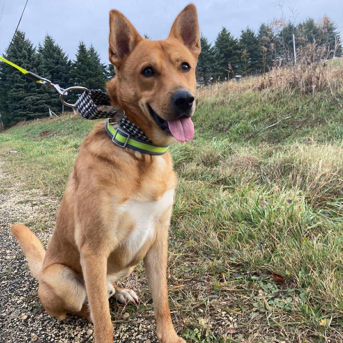 Adopt Little Bear Today - Find Paw Pal