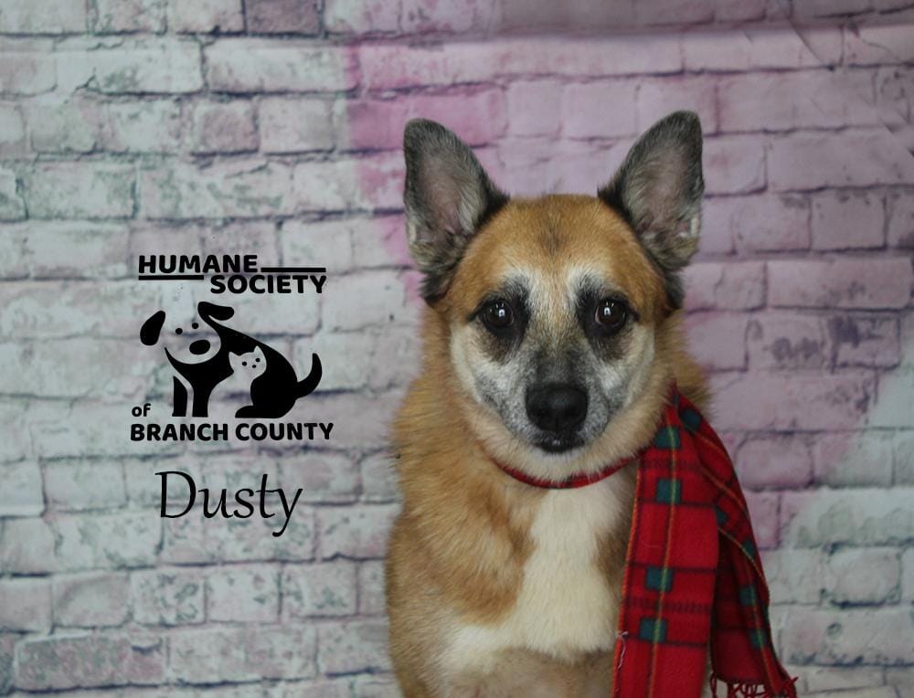 Adopt Dusty Today - Pets TheCountyOffice