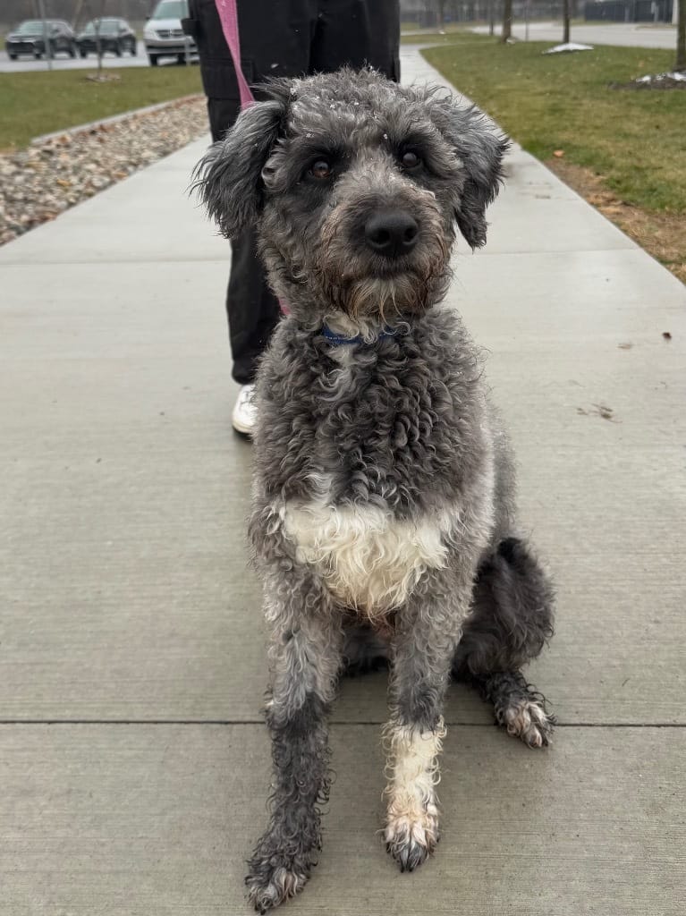 Adopt Mary Poppins Today - Pets TheCountyOffice