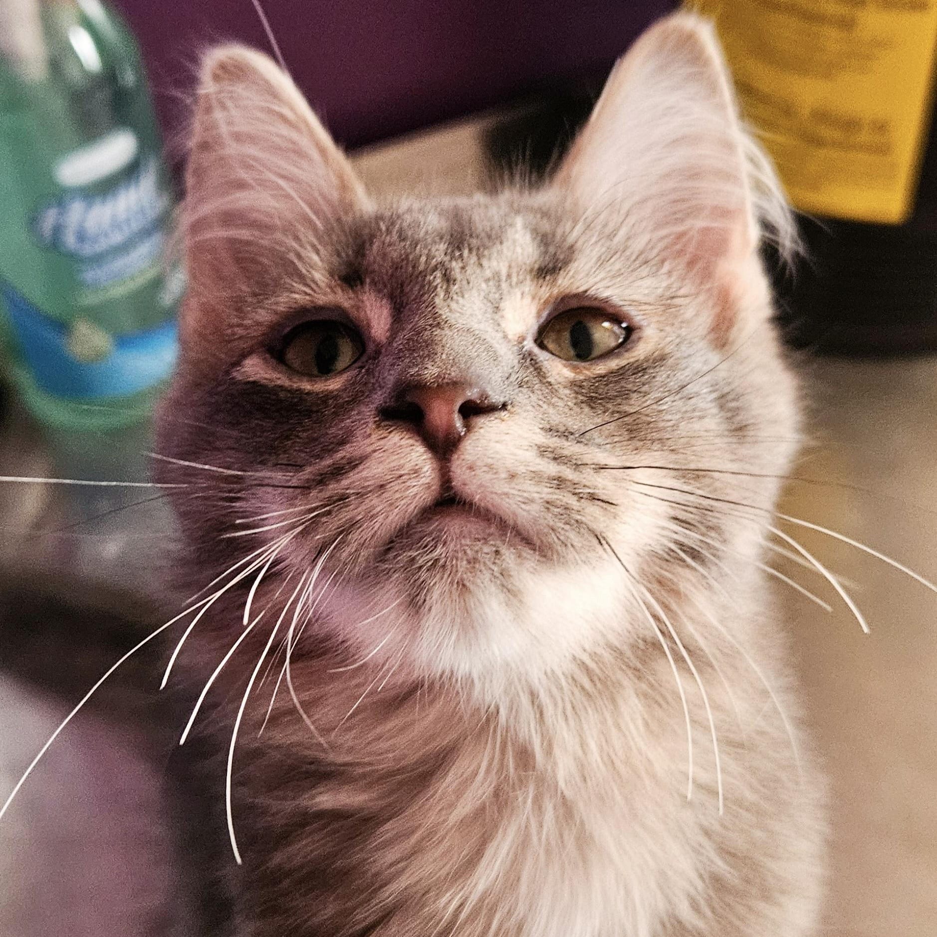 Adopt Twisted Whisker Today - Pets TheCountyOffice