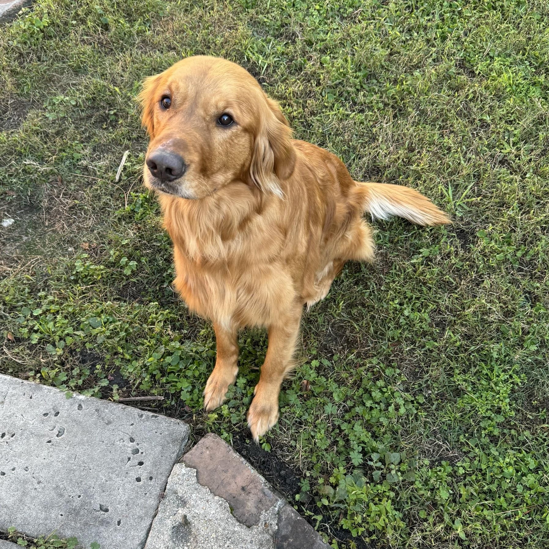 Adopt Charlie Red (Benefactor Dog) Today - Find Paw Pal