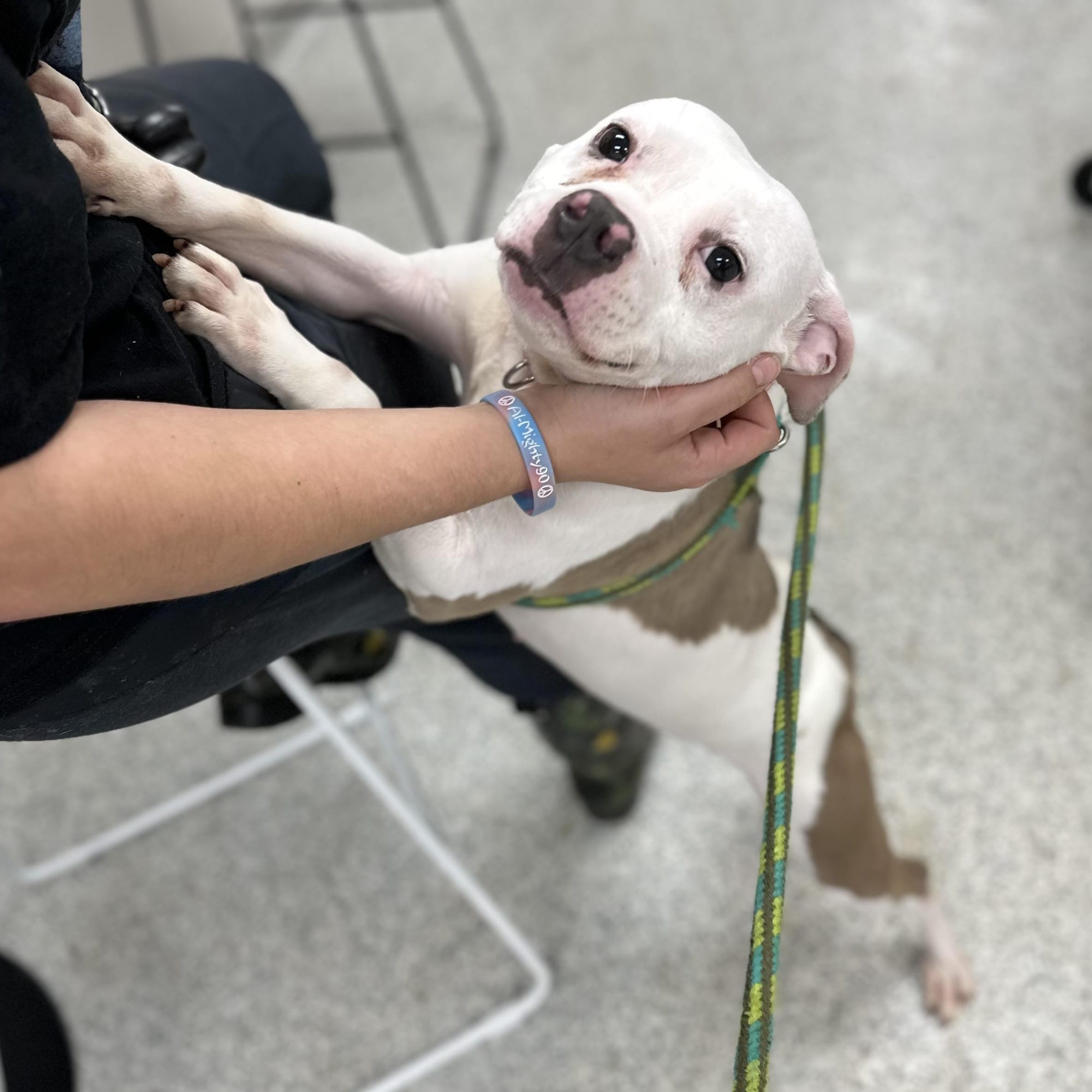 Adopt Coco Today - Find Paw Pal