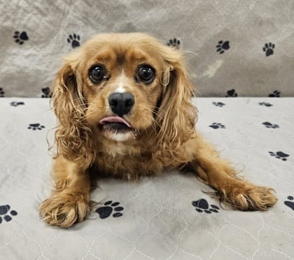 Adopt Kahlua Today - Pets TheCountyOffice