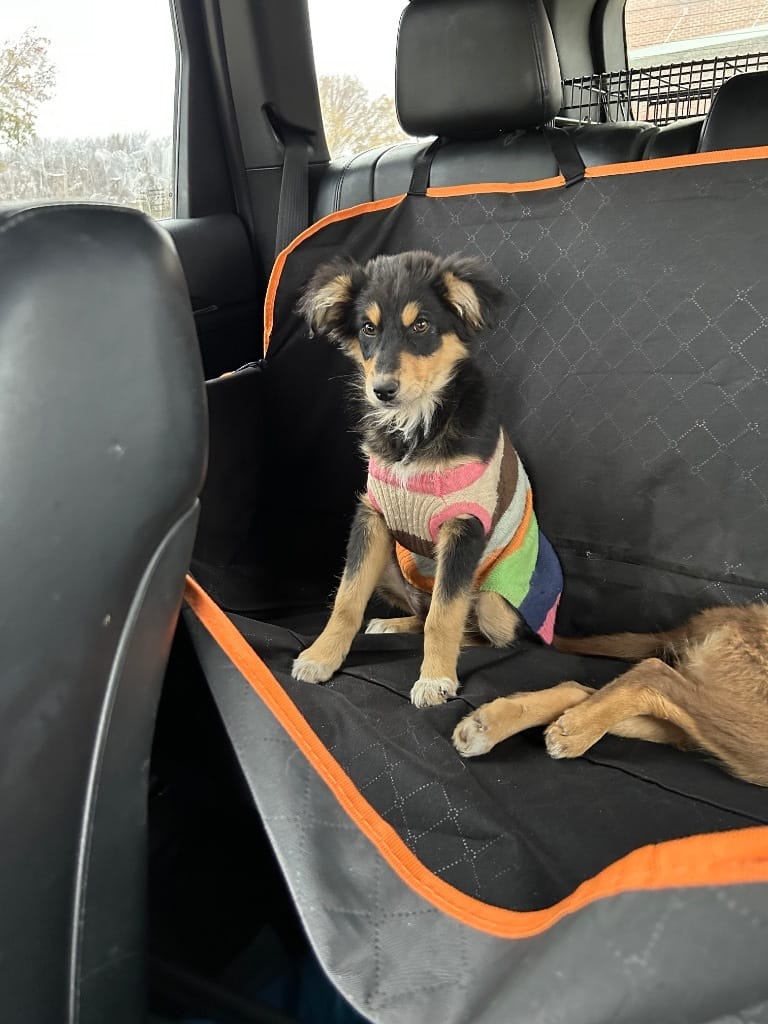 Adopt Piper Today - Pets TheCountyOffice