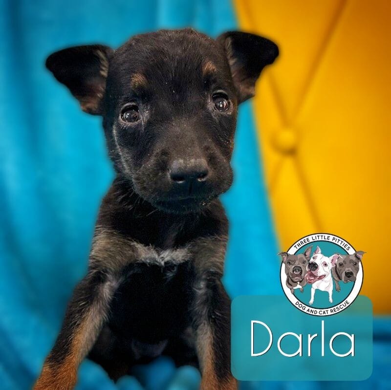 Adopt Darla the Dashing Sweet Girl Max Today - Find Paw Pal