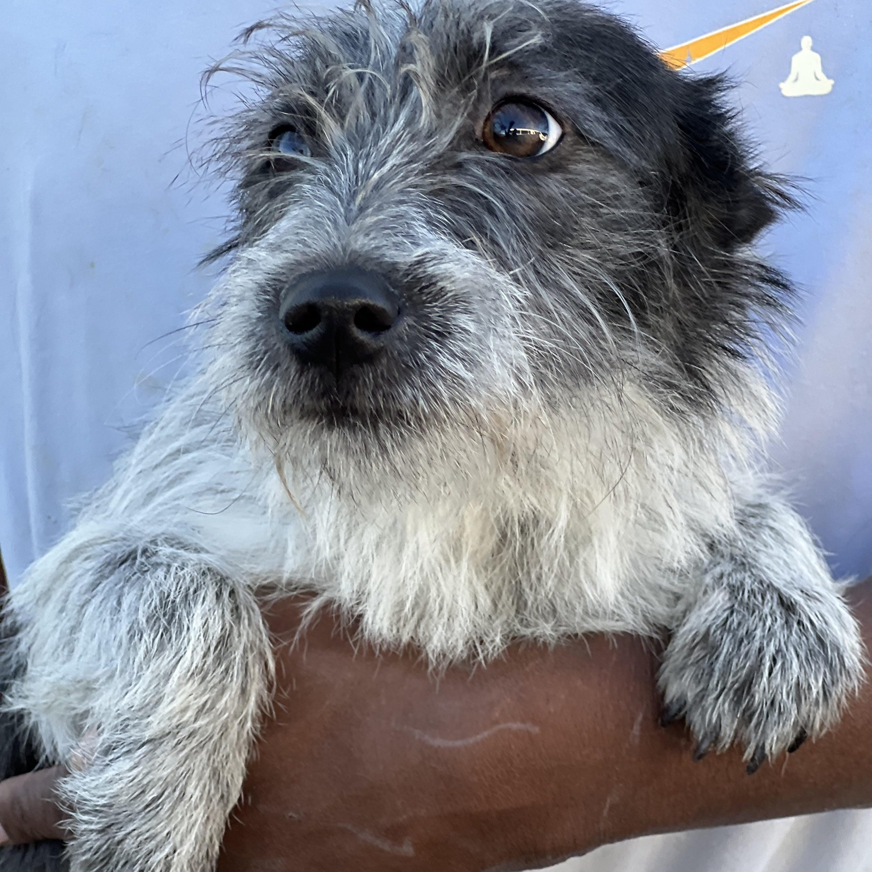 Adopt Mary - Local Jan 24-26 Today - Find Paw Pal