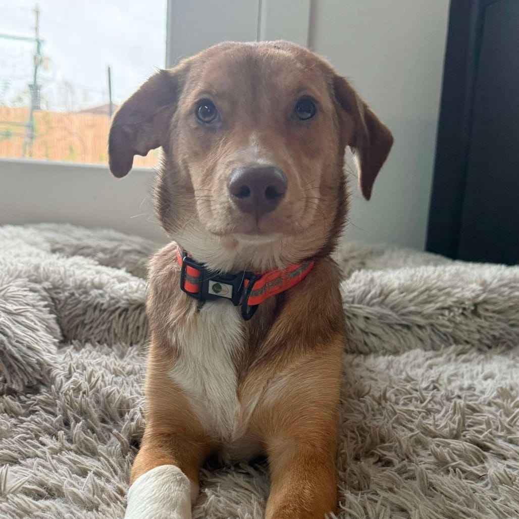 Adopt Willow fka Harley Quinn Today - Find Paw Pal