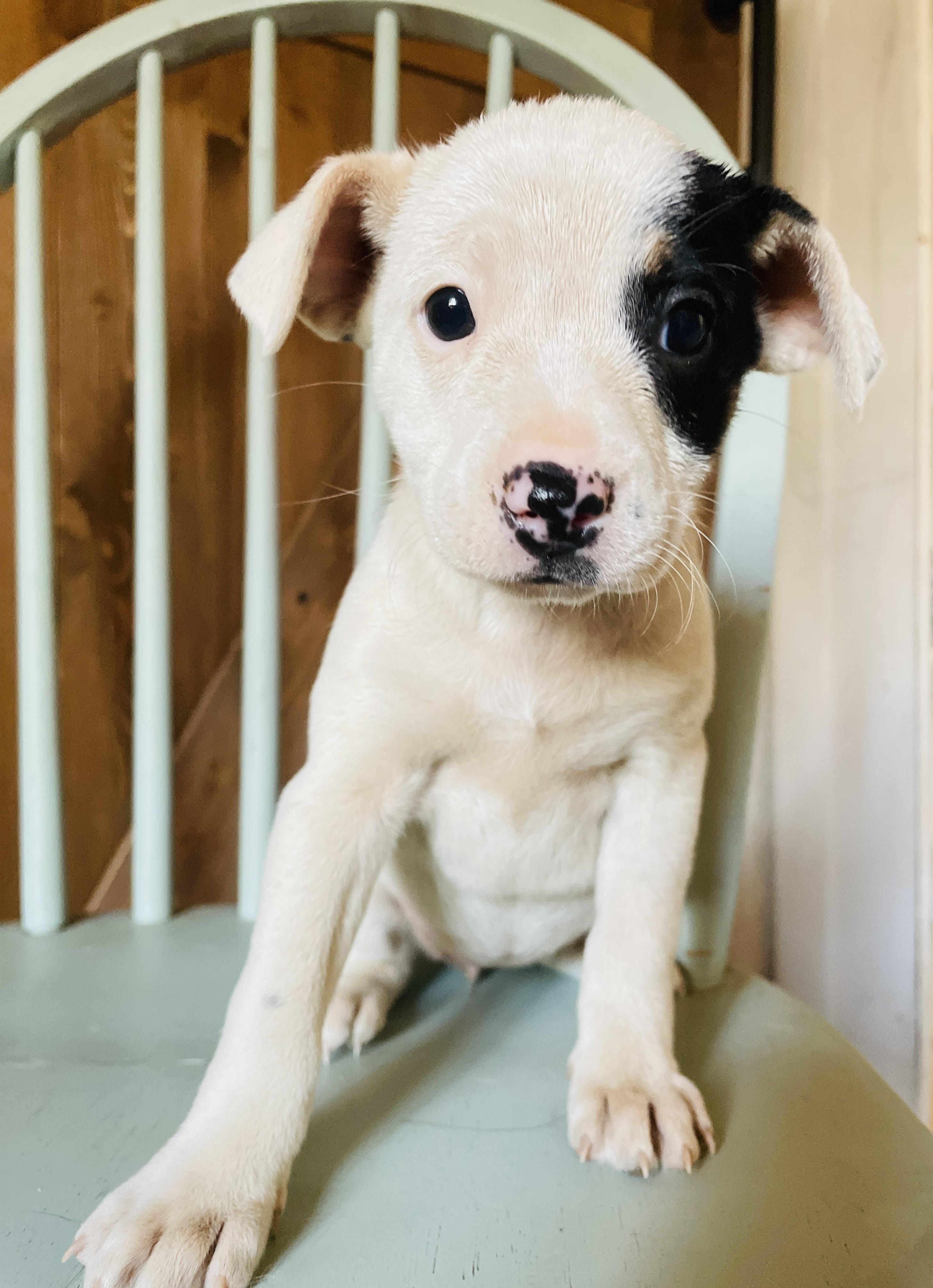 Adopt Roxy Today - Find Paw Pal