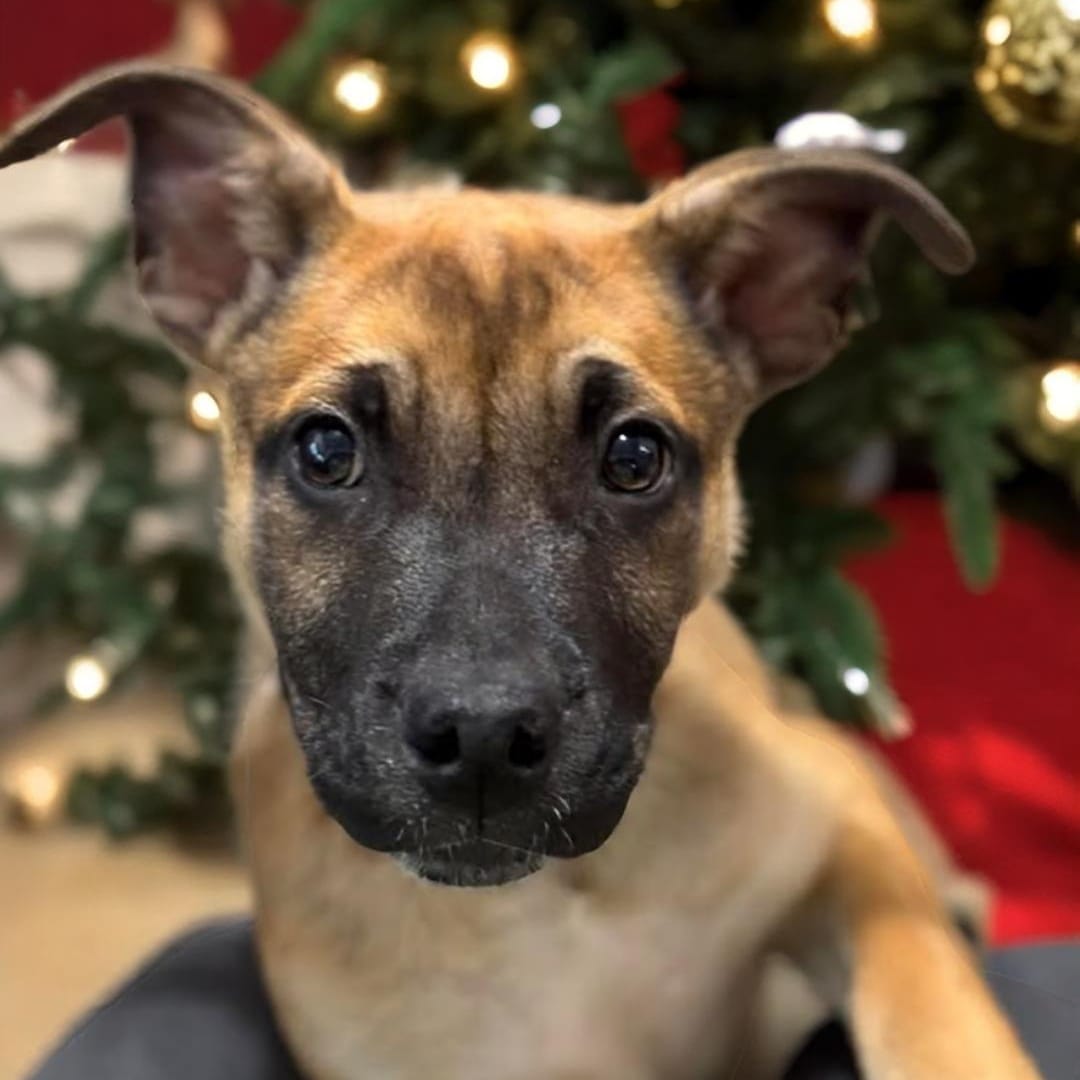 Adopt Aksel Rosenberg Cuddly Mini Mal Today - Find Paw Pal