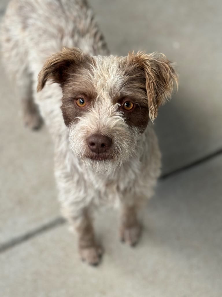 Adopt Scruffy Buffy Today - Find Paw Pal