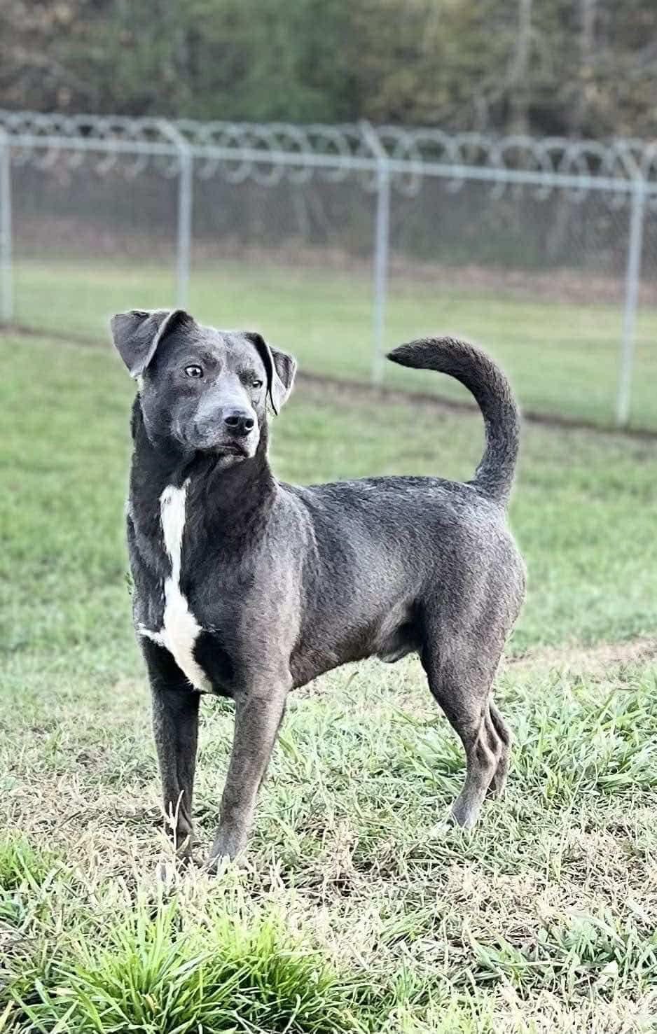 Adopt Baby Zeus Today - Find Paw Pal