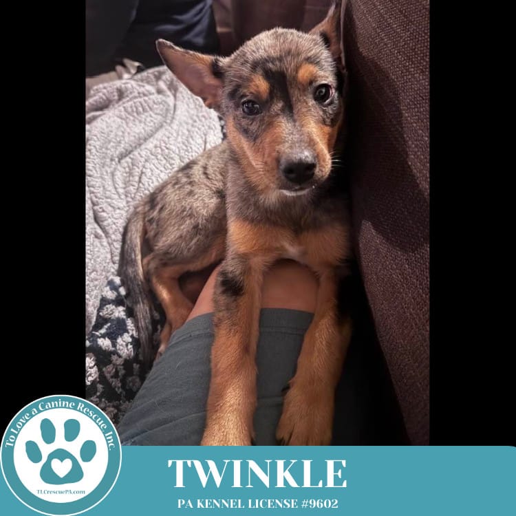 Adopt Twinkle (Bling Babies) 122124 Today - Find Paw Pal