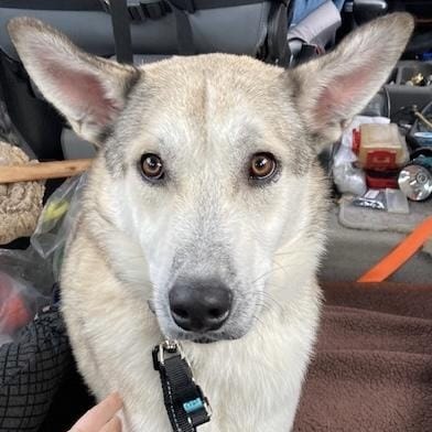 Adopt Diesel from Kuwait Today - Find Paw Pal