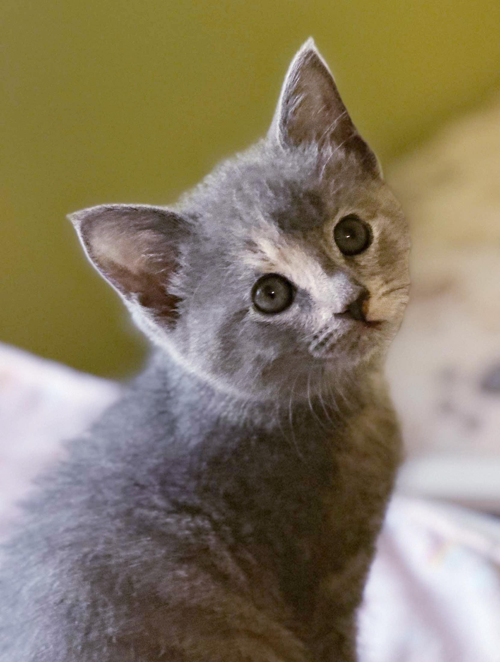 Adopt Hally is heaven in mini 8wk old floofy package! Today - Find Paw Pal
