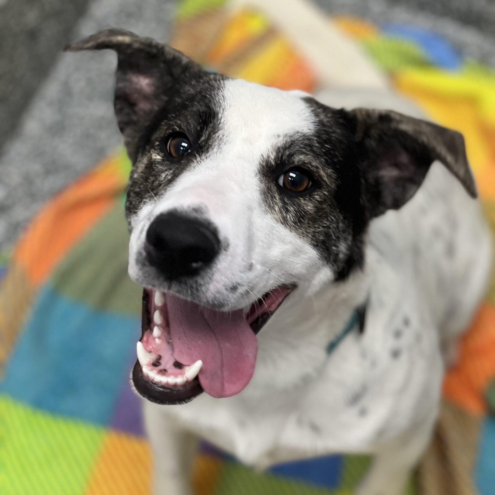 Adopt DEXTER Today - Find Paw Pal