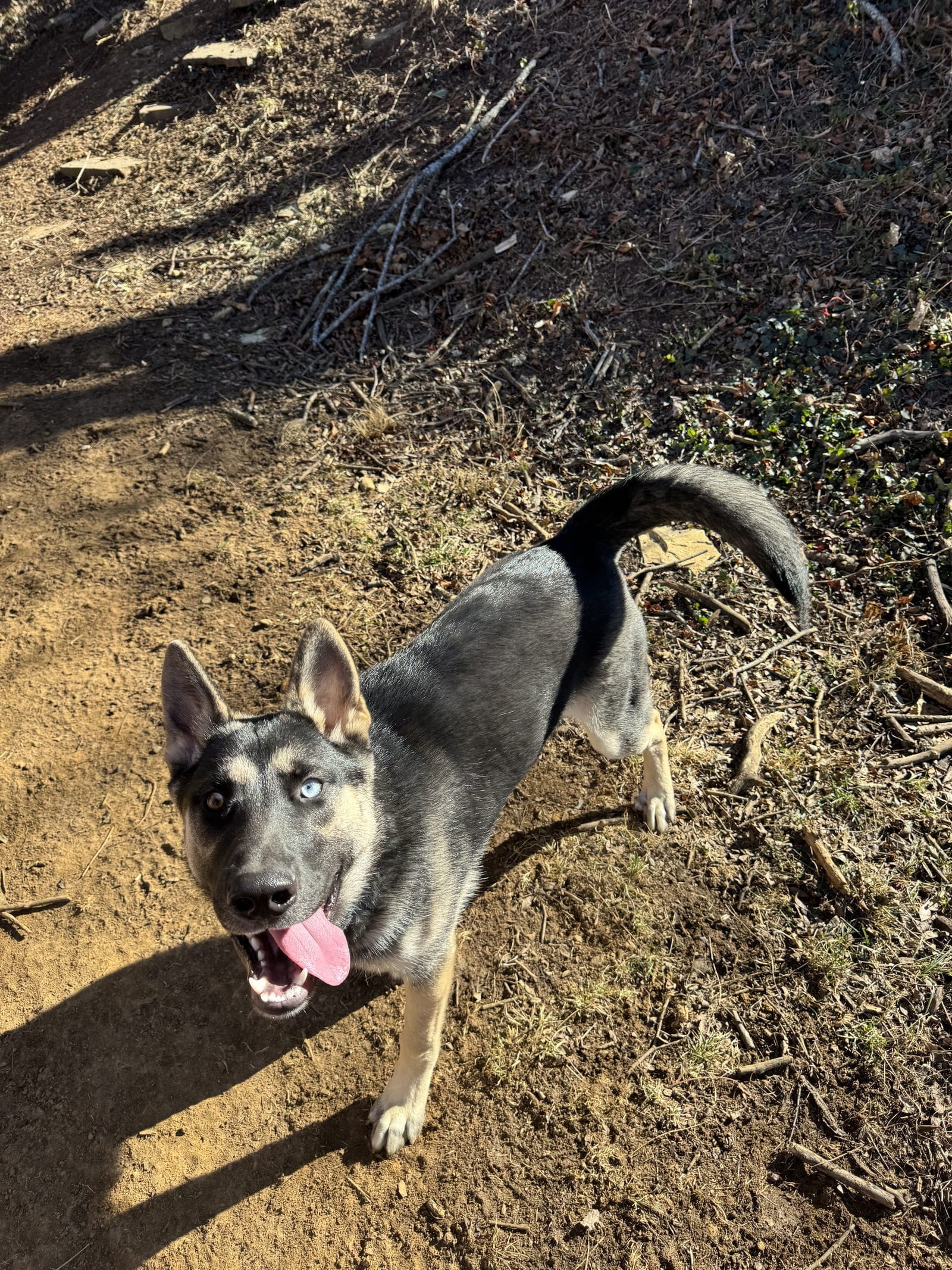 Adopt Bluey 6825 Today - Find Paw Pal