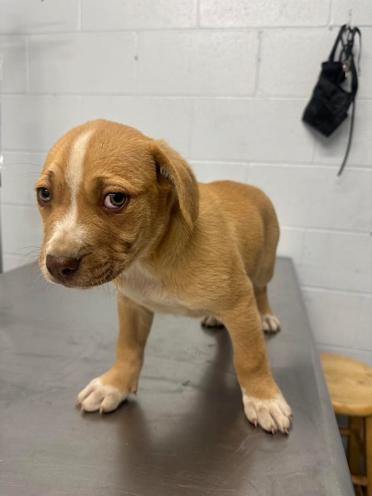 Adopt Puppy 1- Tan & White Today - Find Paw Pal