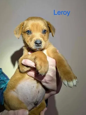 Adopt Leroy Stillwell Today - Pets TheCountyOffice