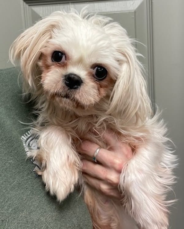 Adopt Prissy Today - Pets TheCountyOffice