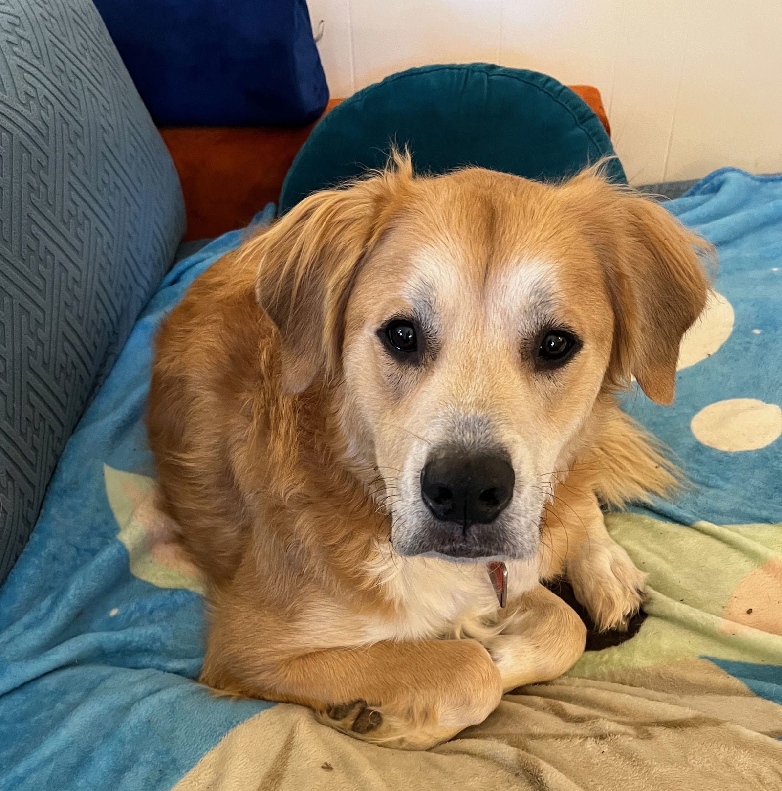 Adopt Bear Today - Find Paw Pal