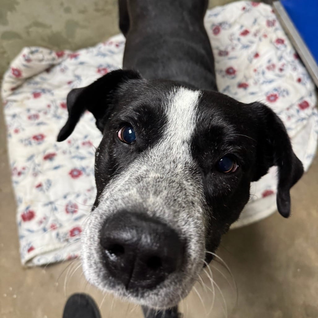 Adopt Bada Boom Today - Find Paw Pal