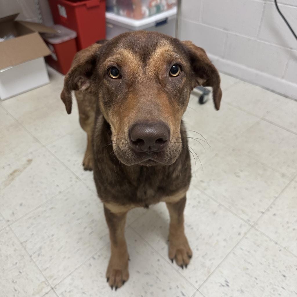 Adopt Hershey Today - Find Paw Pal