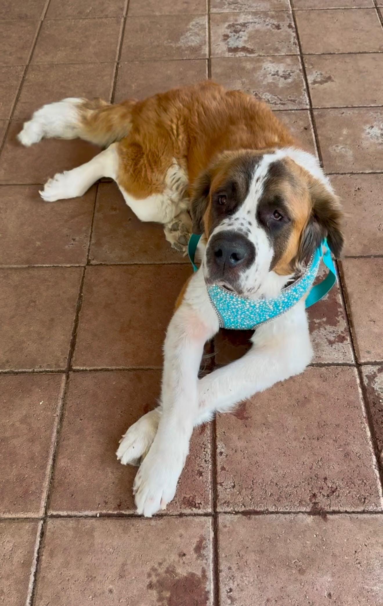 Adopt Mocha Today - Pets TheCountyOffice