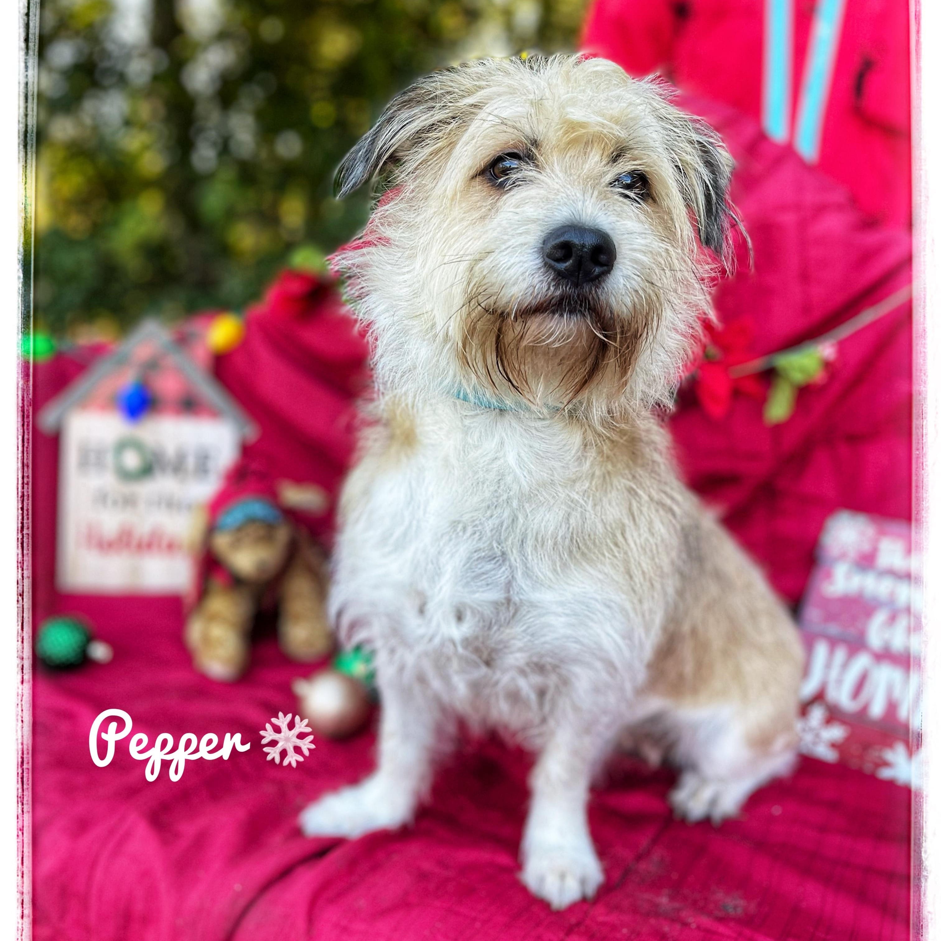 Adopt Miss Pepper Today - Find Paw Pal