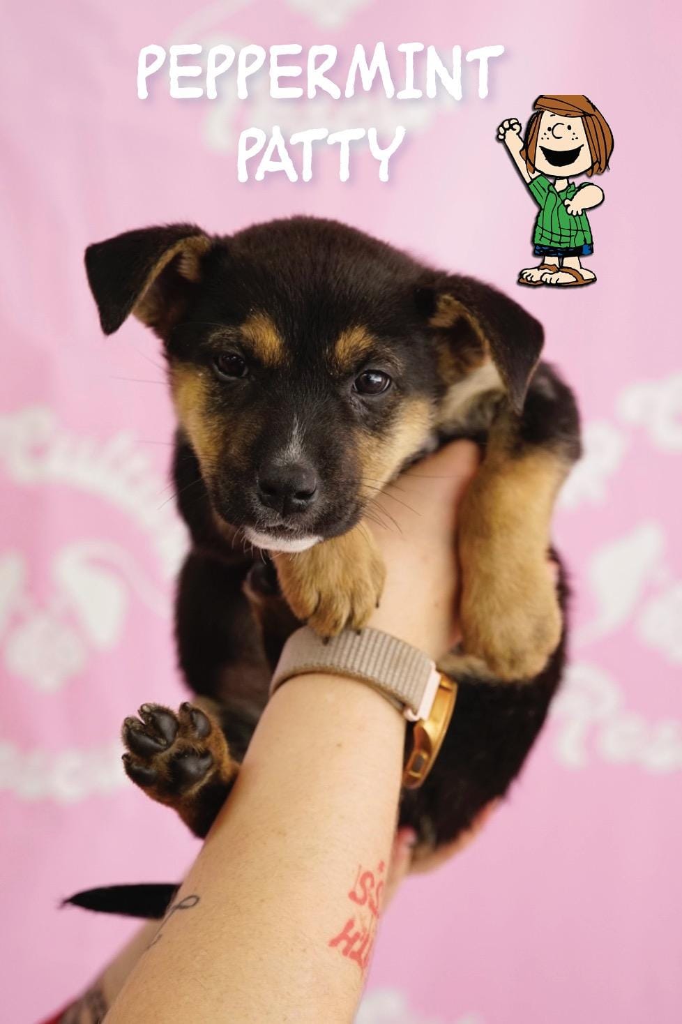 Adopt Peppermint Patty Today - Find Paw Pal