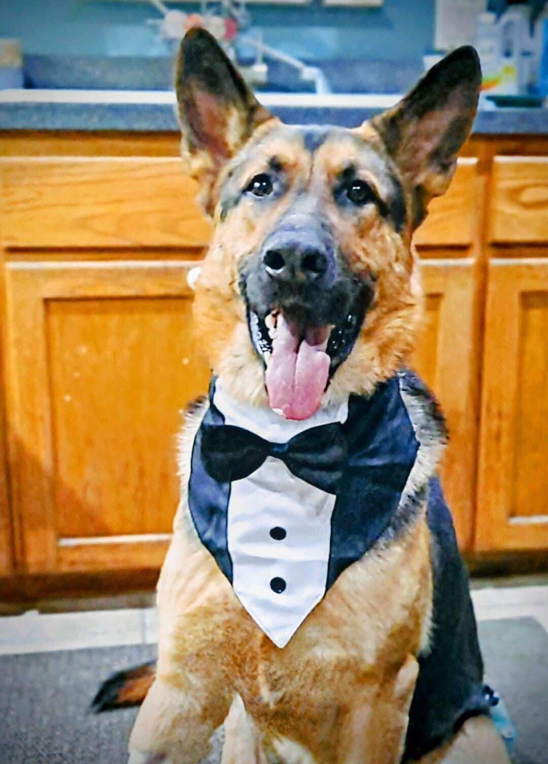 Adopt Jack Frost Today - Find Paw Pal