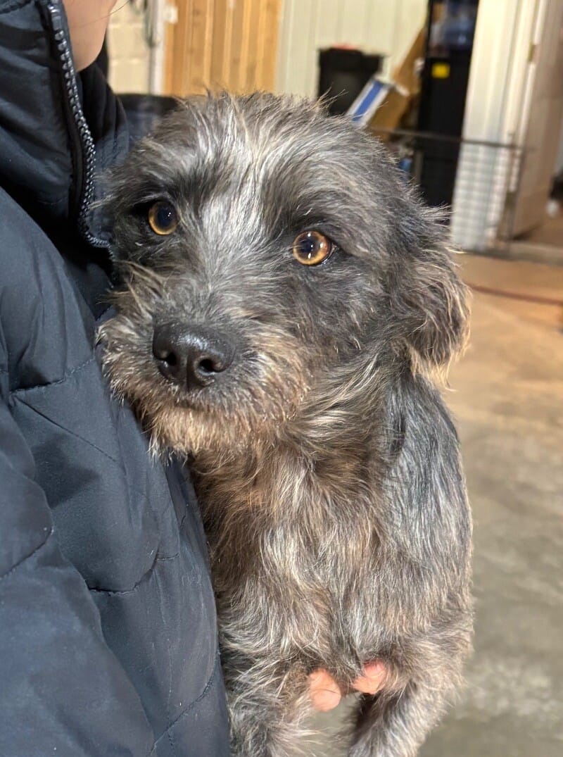 Adopt Little Wolfie Today - Pets TheCountyOffice