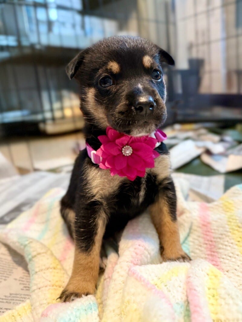 Adopt Noosa Dobie Today - Find Paw Pal