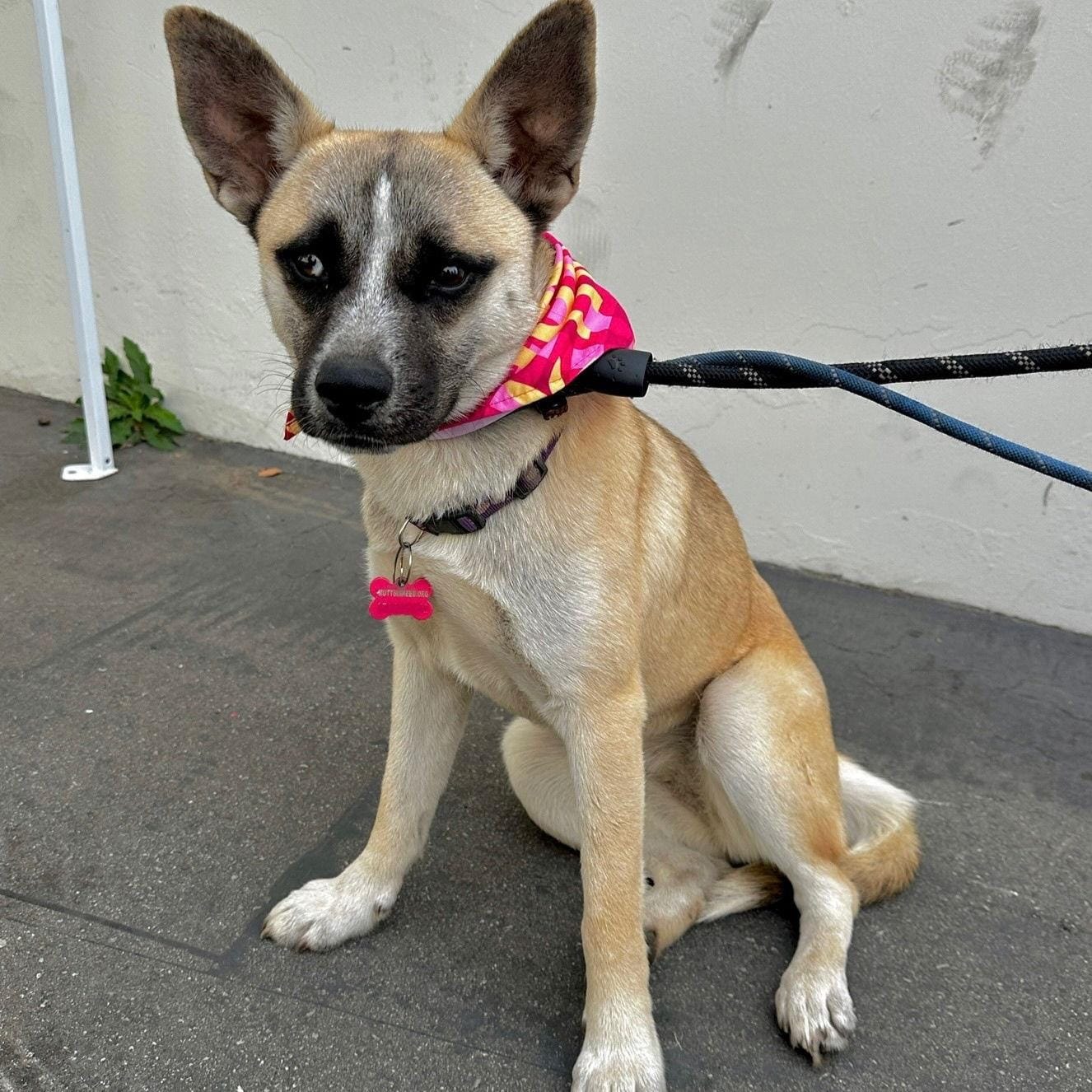 Adopt Jasmine Today - Pets TheCountyOffice