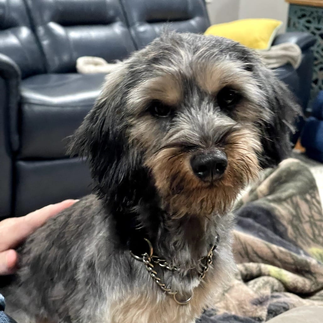 Adopt Cali Today - Find Paw Pal