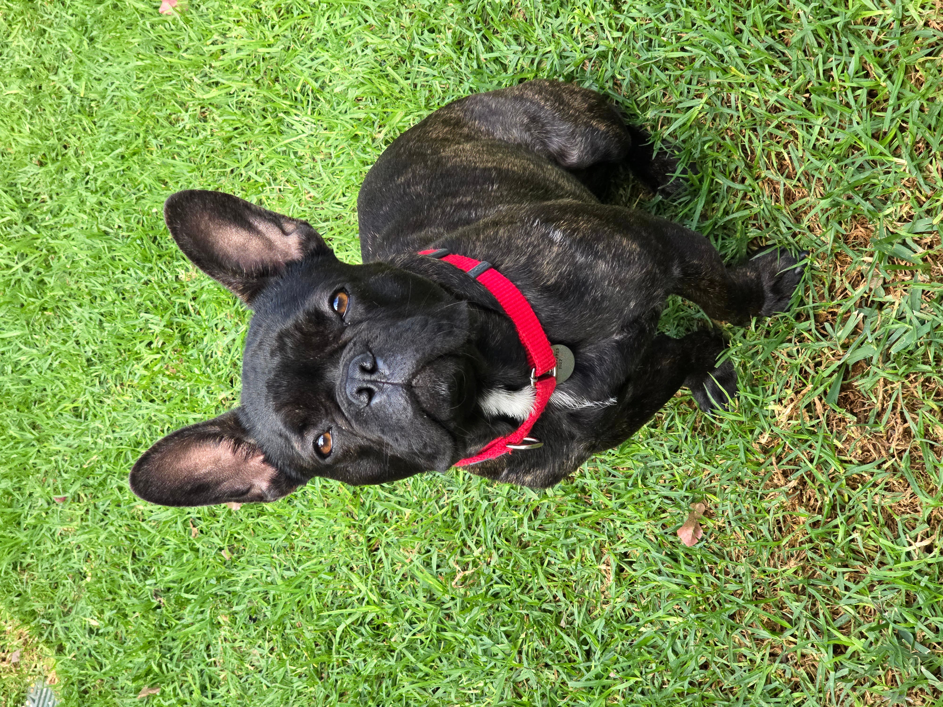 Adopt Buddy Today - Pets TheCountyOffice
