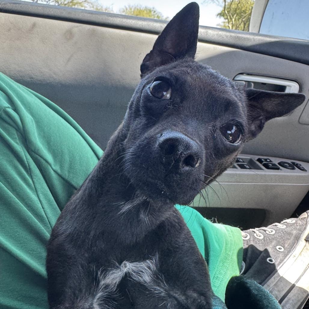 Adopt A790121 Today - Pets TheCountyOffice