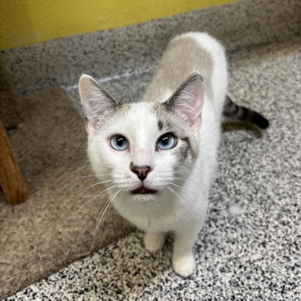 Adopt Dale Today - Find Paw Pal