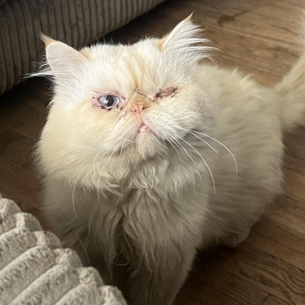 Adopt Uncle Fester Today - Pets TheCountyOffice