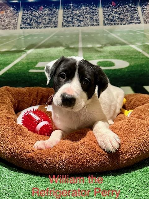 Adopt William the Refrigerator Perry Today - Find Paw Pal