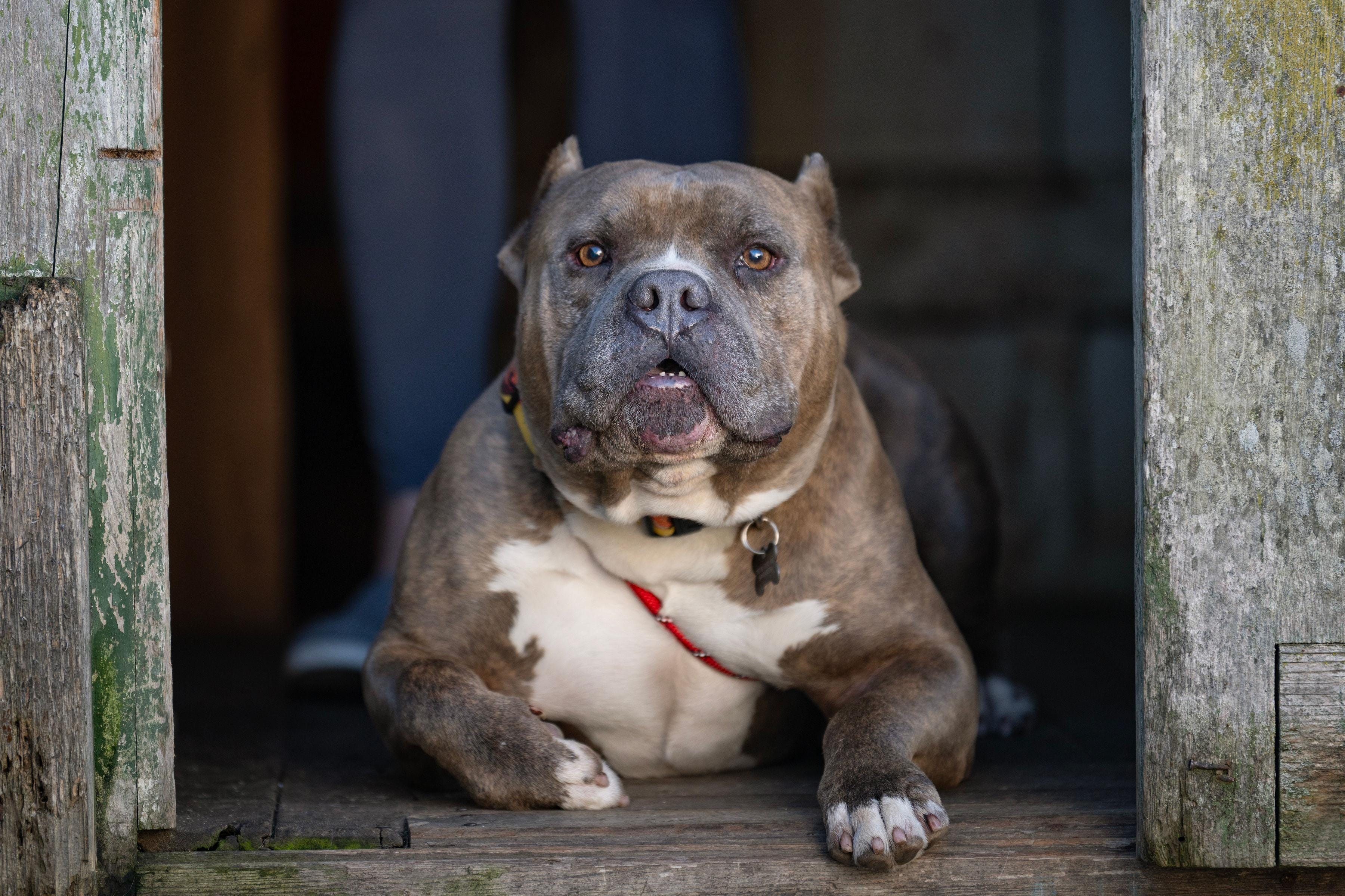 Adopt Frederick Today - Pets TheCountyOffice