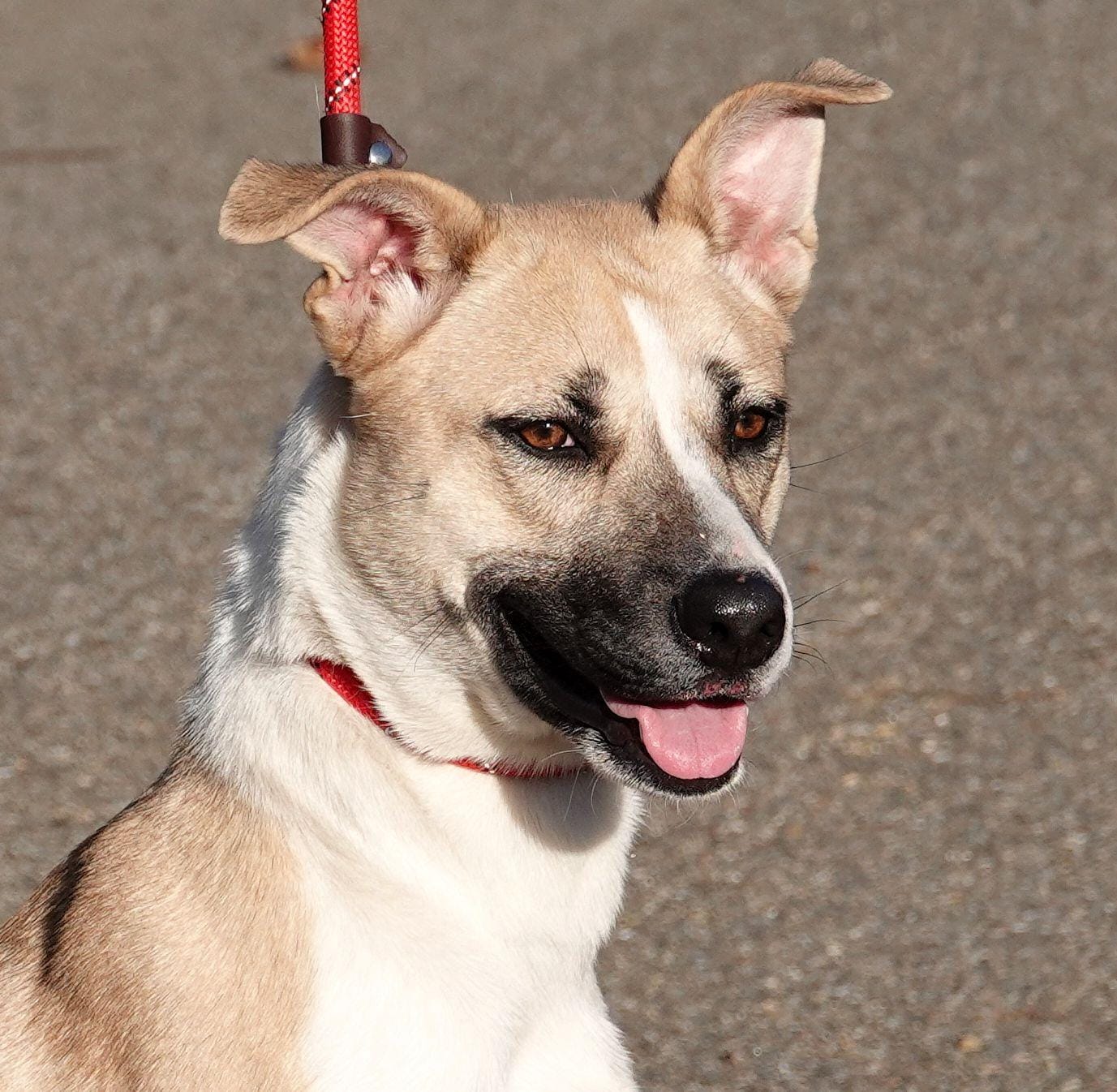 Adopt the Ideal Dog Near You - Find Paw Pal