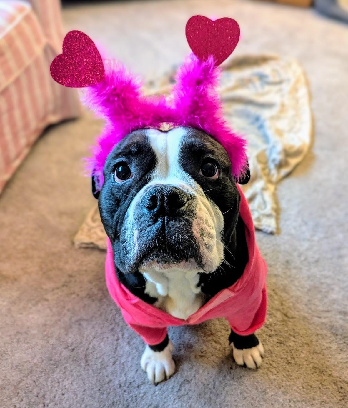 Adopt Millicent aka Millie Today - Pets TheCountyOffice